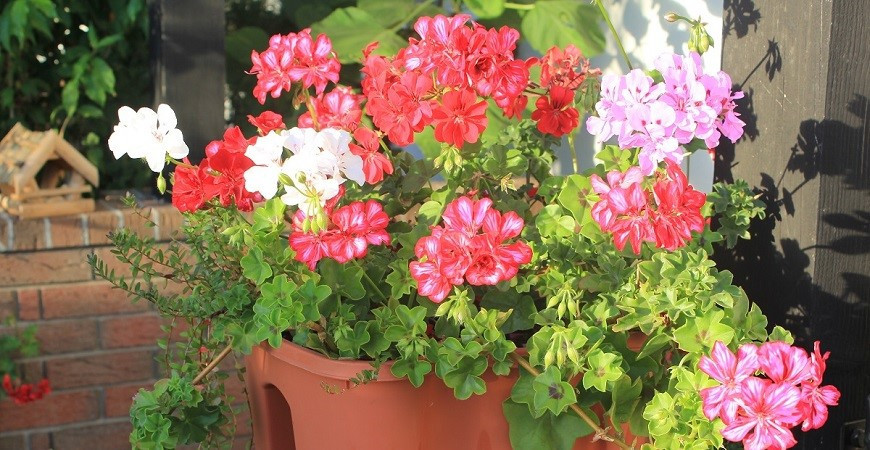 Semena trvalek – muškát – pelargonie – okrasné rostliny